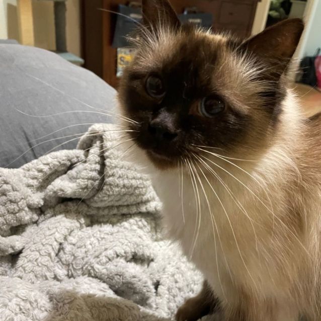 Dixie - Female Ragdoll Cat in VIC - PetRescue