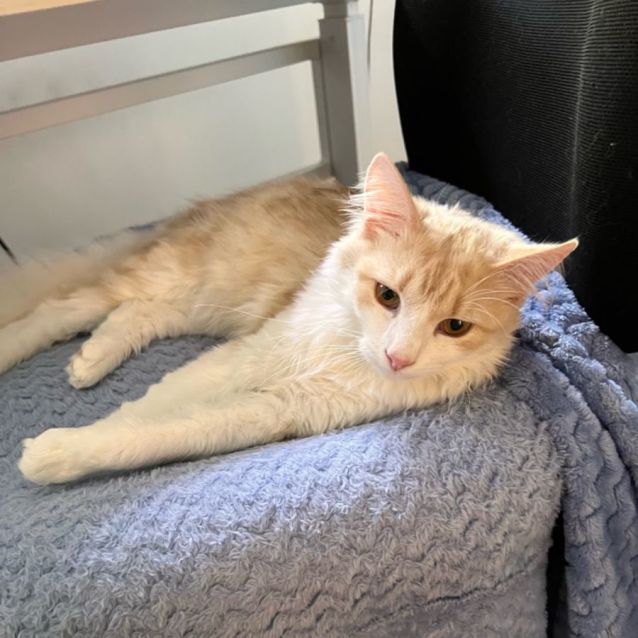 Ned - Male Domestic Medium Hair Cat in VIC - PetRescue