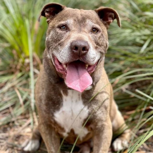 Mello - Medium Male Staffy Mix Dog in NSW - PetRescue