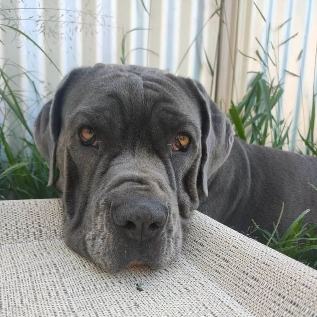 Cardi - Large Female Neapolitan Mastiff Mix Dog in QLD - PetRescue