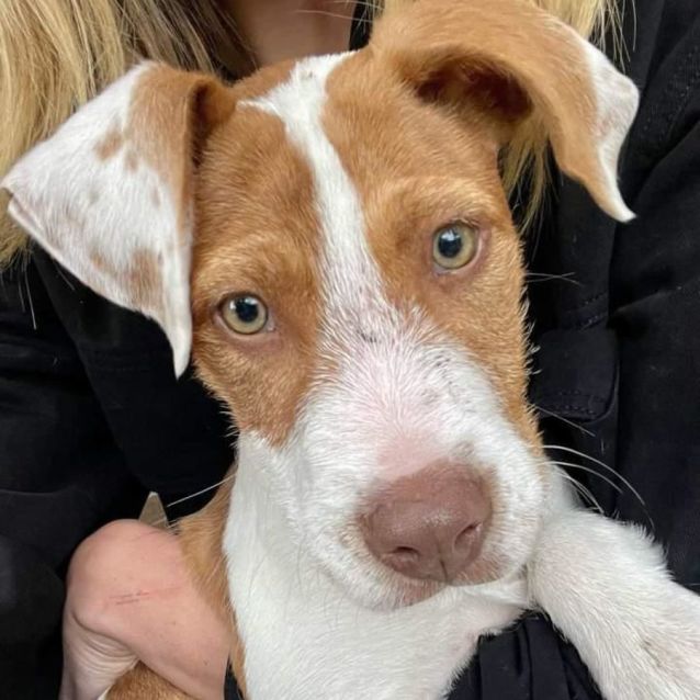 Sasha - Medium Female Pointer Mix Dog in VIC - PetRescue