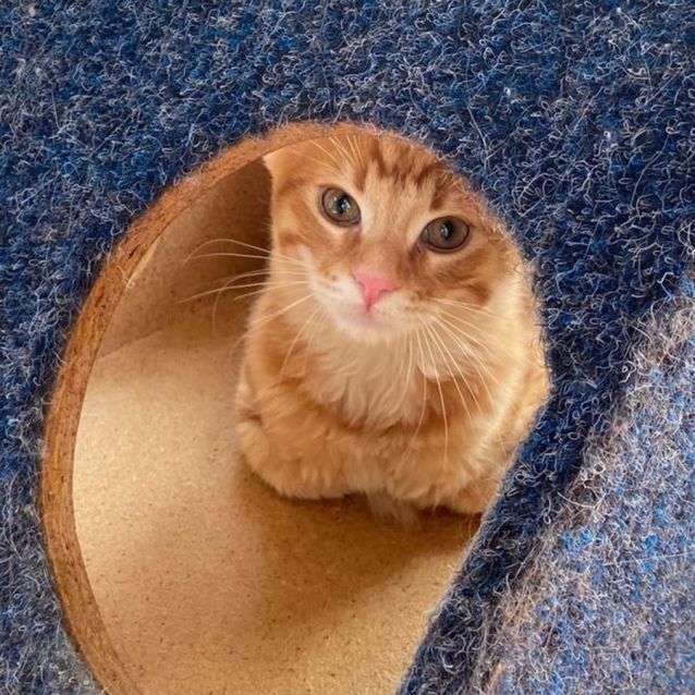 Cairo ^^Dandy Cat Rescue^^ - Male Domestic Medium Hair Cat in VIC ...