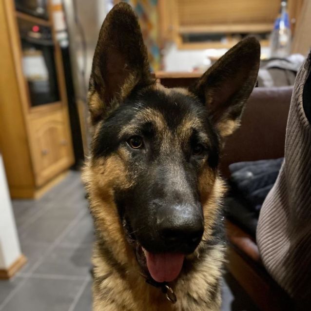 Mac - Large Male German Shepherd Dog in VIC - PetRescue