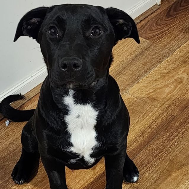 Daicos - Medium Male Staffy x Cattle Dog Mix Dog in VIC - PetRescue