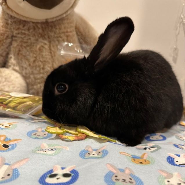 Liquorice - Male Mini Rex Mix Rabbit in VIC - PetRescue