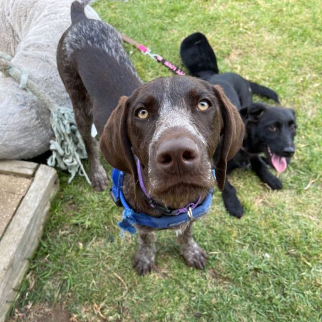 Ira - Medium Female German Wirehaired Pointer x German Shorthaired ...