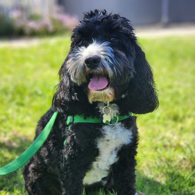 Ziggy - Medium Female Poodle x Cocker Spaniel Mix Dog in VIC - PetRescue
