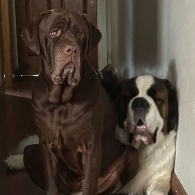 Kash - Large Female Neapolitan Mastiff Dog in NSW - PetRescue