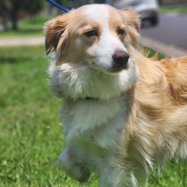 Katie - Medium Female Border Collie Dog in VIC - PetRescue