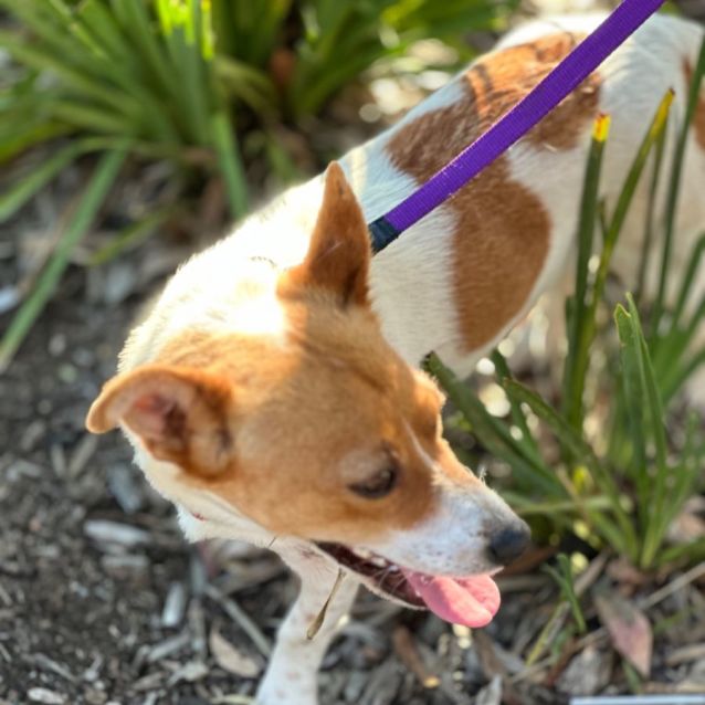 Ruby - The Jack Russell - Small Female Jack Russell Terrier Dog in VIC ...