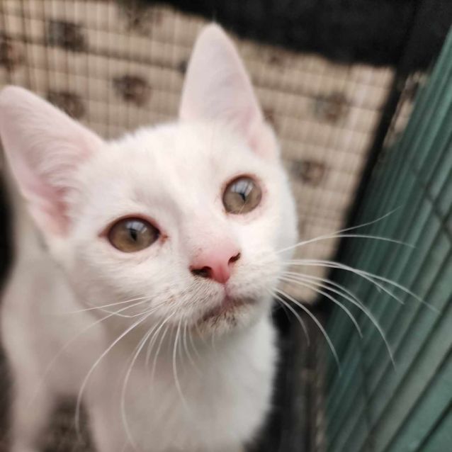 Moon - Female Domestic Short Hair Mix Cat in VIC - PetRescue