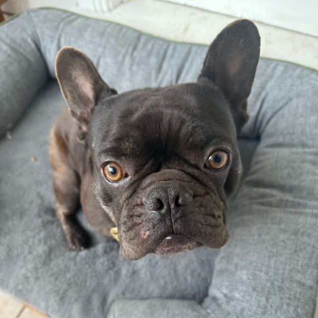 Wendell - Small Male French Bulldog Mix Dog in VIC - PetRescue