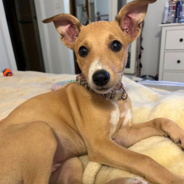 Izzy - Medium Female Whippet Mix Dog in VIC - PetRescue