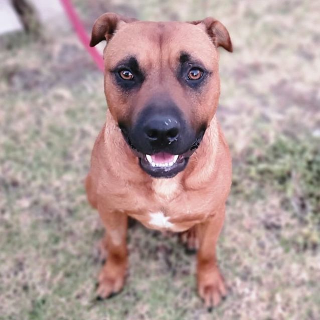 Brady -- Foster home needed - Medium Male American Staffordshire Bull ...