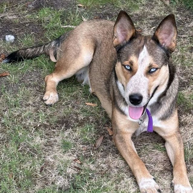 Nymphadora Tonks - Medium Female Siberian Husky x Kelpie Mix Dog in VIC ...