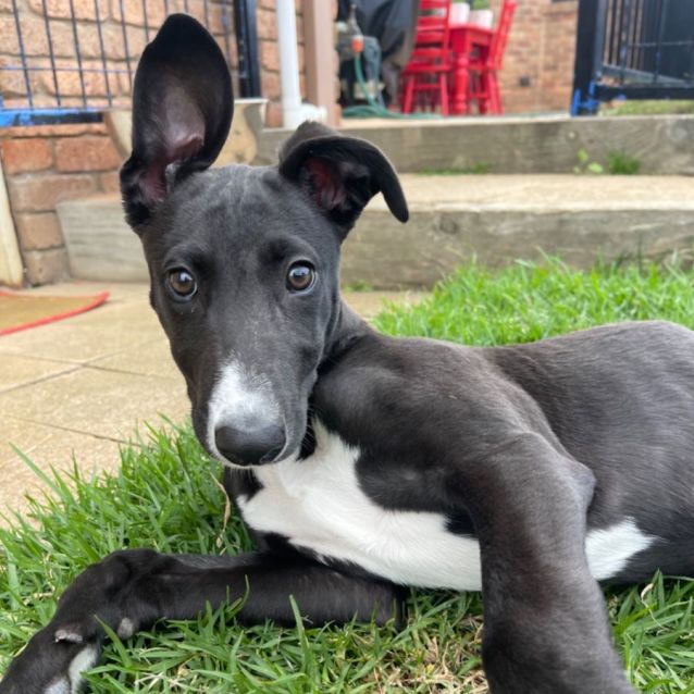 Possum - Medium Female Staghound Dog in VIC - PetRescue