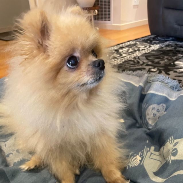 Flossie - Small Female Pomeranian Dog in VIC - PetRescue