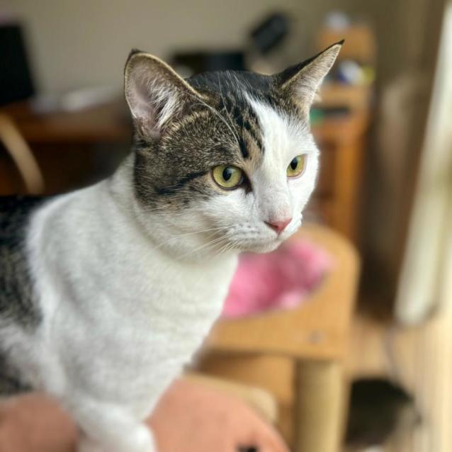 Boof - Male Domestic Short Hair Cat in VIC - PetRescue