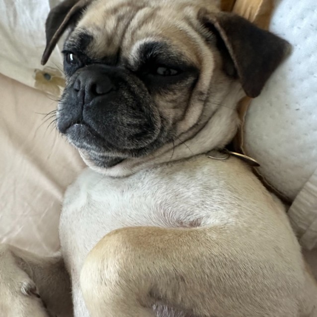 Noinin - Small Female Pug x Jack Russell Terrier Mix Dog in VIC - PetRescue
