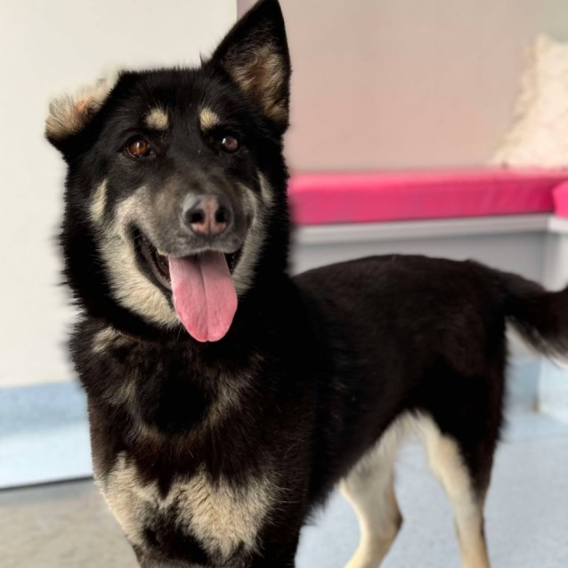 Quartz - Large Female German Shepherd Dog x Siberian Husky Dog in VIC ...