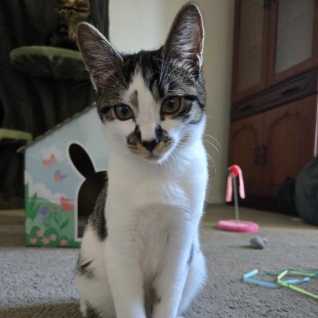 Pipet - Female Domestic Short Hair (DSH) Cat in VIC - PetRescue