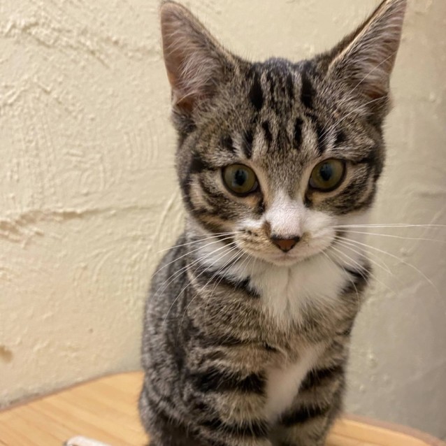 Boots - Female Domestic Short Hair (DSH) Cat in VIC - PetRescue