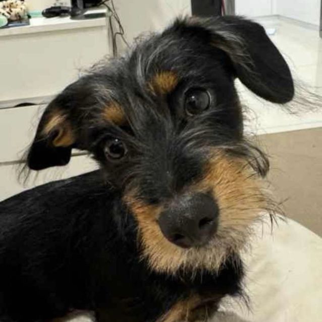 Bentley - Small Male Dachshund x Shih Tzu Dog in QLD - PetRescue
