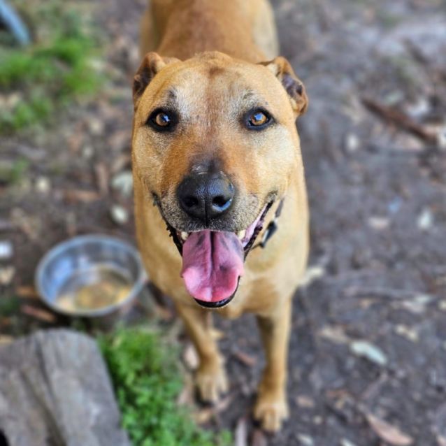 Sandy - Large Female Rhodesian Ridgeback Mix Dog in VIC - PetRescue