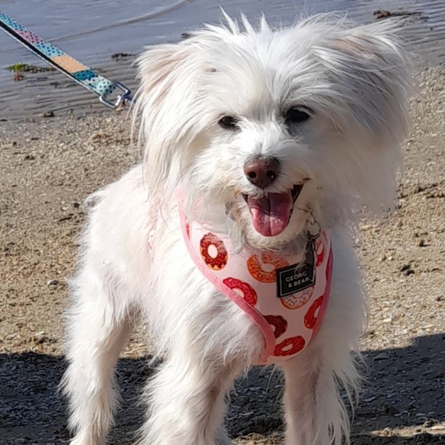 Fondant - Small Female Bichon Frise x Chinese Crested Dog Mix Dog in ...
