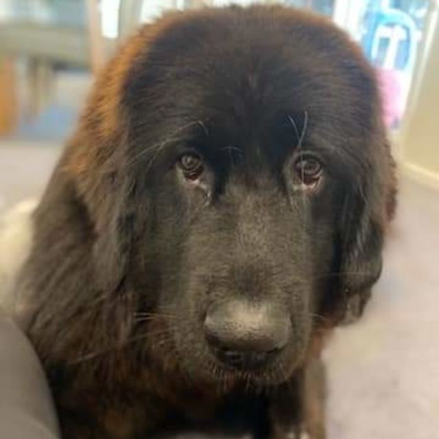 Temu - Large Female Tibetan Mastiff Dog in VIC - PetRescue