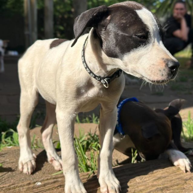 Charlie - Large Female Boxer x Pointer Mix Dog in VIC - PetRescue