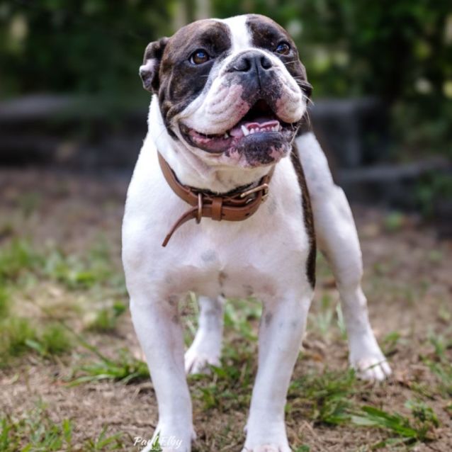 Marley - Medium Female French Bulldog x Australian Bulldog Mix Dog in ...