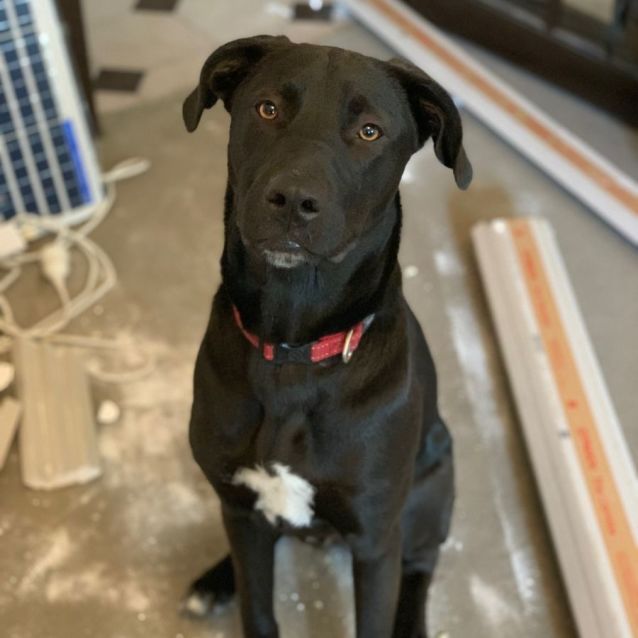 Zinnser - Large Male Labrador x Maremma Sheepdog Mix Dog in VIC - PetRescue