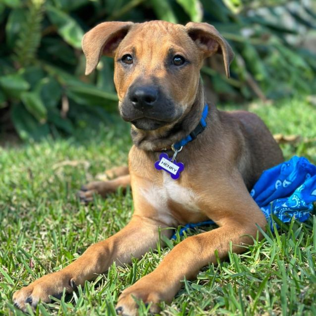 Henry - Medium Male Ridgeback x Staffy Mix Dog in NSW - PetRescue
