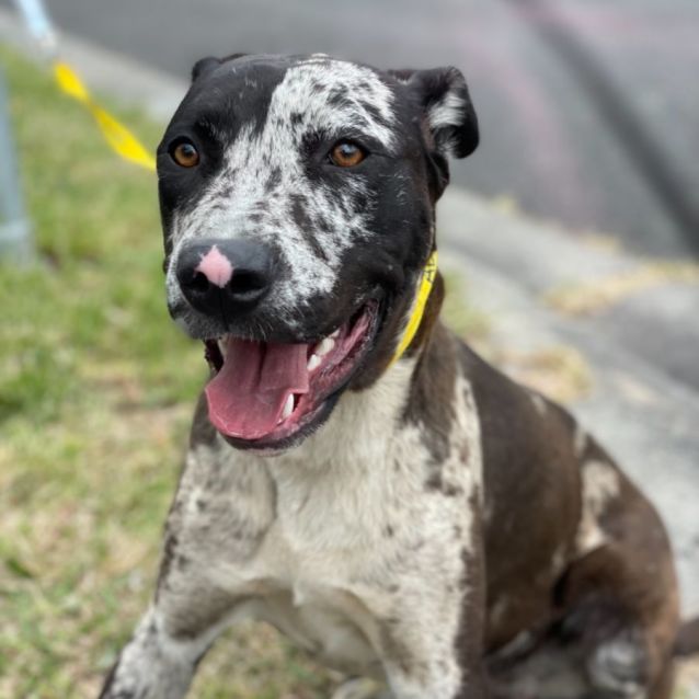 Hatchet - Large Female Koolie x Neapolitan Mastiff Dog in VIC - PetRescue