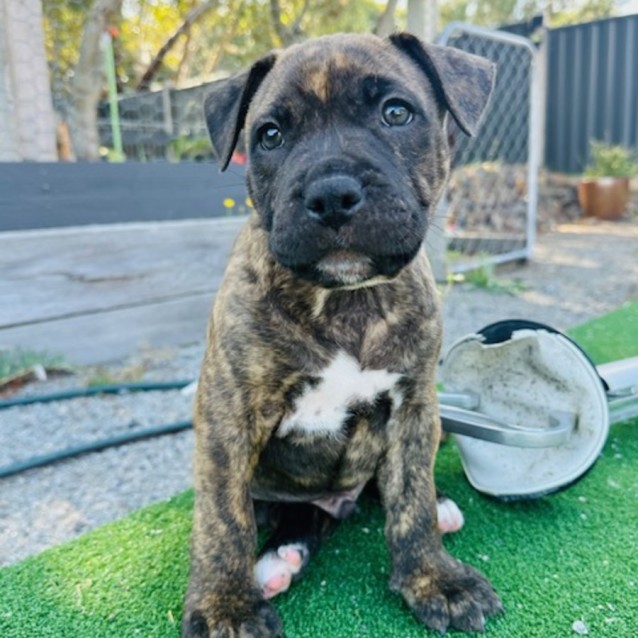 Balfour - Medium Male Staffordshire Bull Terrier Mix Dog in VIC - PetRescue