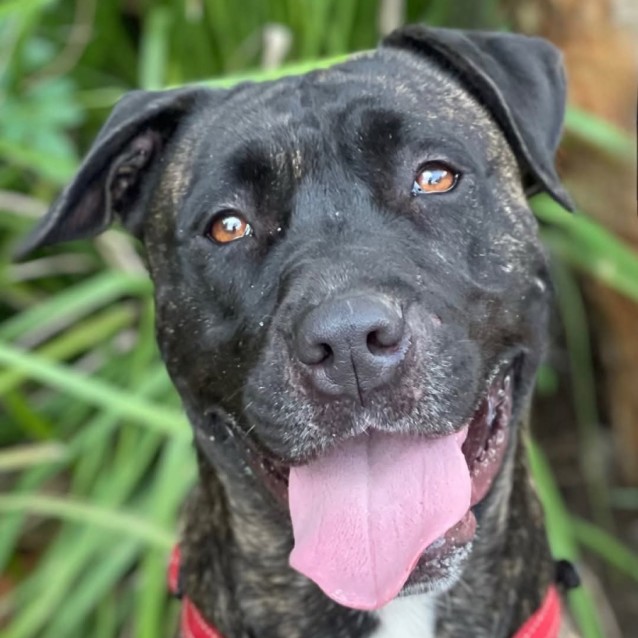 Pippy - Large Female Bull Arab x Great Dane Mix Dog in NSW - PetRescue