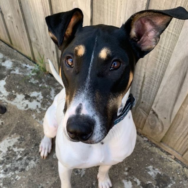 Ribena - Medium Female Staffy x Jack Russell Terrier Mix Dog in VIC ...