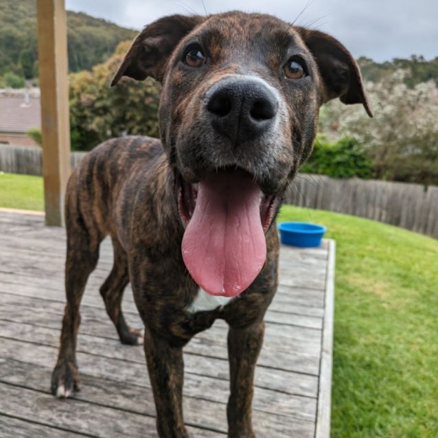 Wandi - Large Female Mastiff Mix Dog in VIC - PetRescue