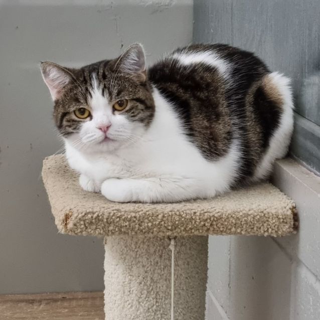 Pepper - Female British Shorthair Mix Cat in VIC - PetRescue