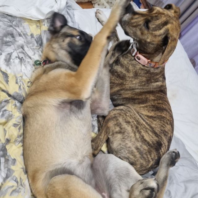 Sashi - Large Female German Shepherd x Great Dane Mix Dog in VIC ...