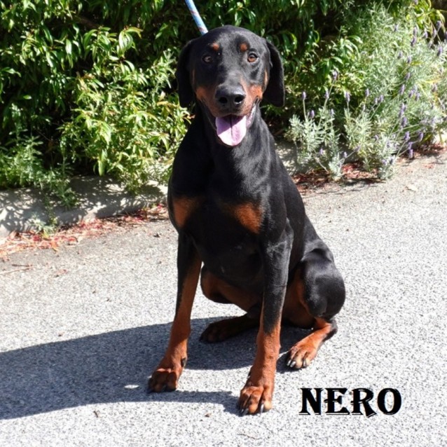 Nero - Large Male Dobermann Dog in WA - PetRescue