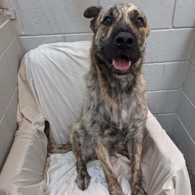 Axel - Large Male German Shepherd x Staghound Mix Dog in VIC - PetRescue