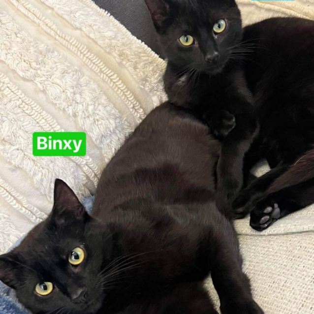 Jinxy and Binxy - Bonded bro’s - Male Domestic Short Hair Cat in VIC - PetRescue