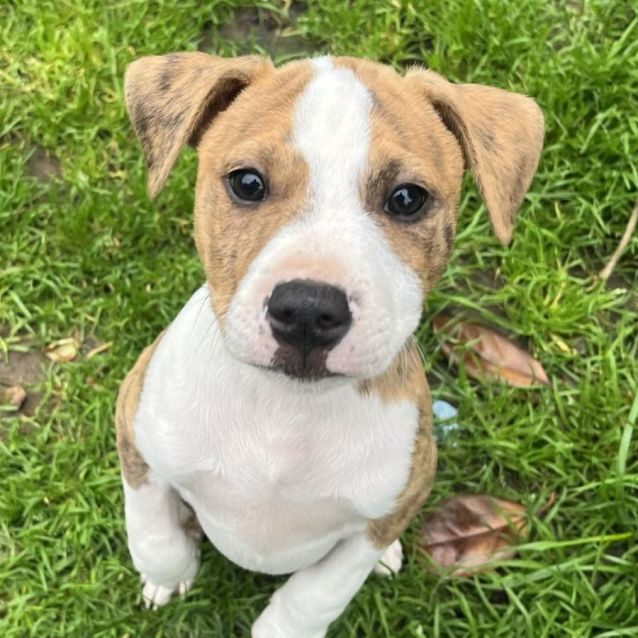 Fizzydara - Medium Male Staffy Mix Dog in VIC - PetRescue
