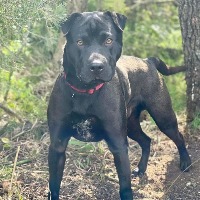 Darth - Large Male Shar-Pei x Labrador Mix Dog in NSW - PetRescue