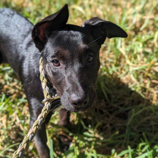 Kiki - Medium Female Kelpie Dog in VIC - PetRescue