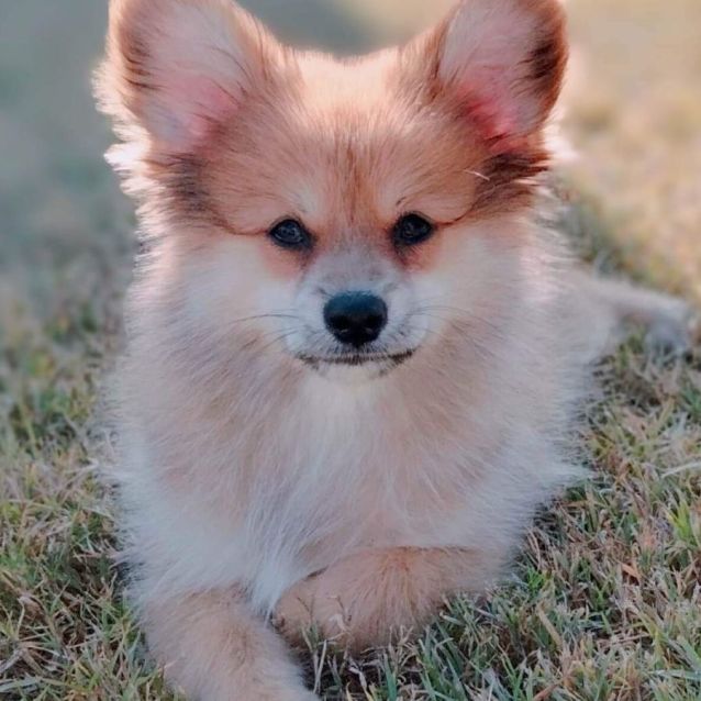 Mocha - Small Male Pomeranian Mix Dog in QLD - PetRescue