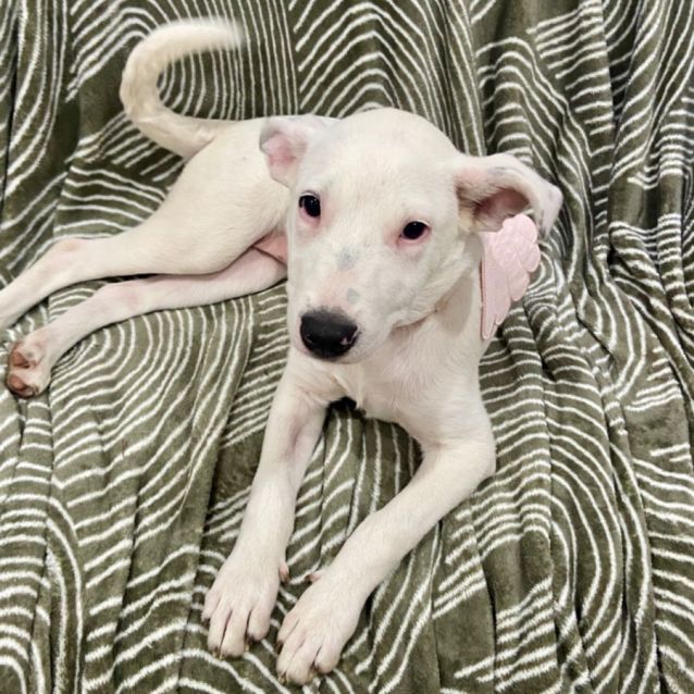 Lacy - Medium Female Mixed Breed Dog in VIC - PetRescue