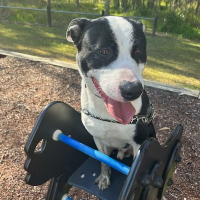 Squid - Medium Male American Staffordshire Bull Terrier x Border Collie ...